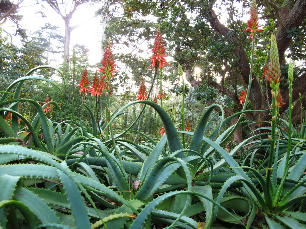 About Aloe Arborescens - Aloe Products Center